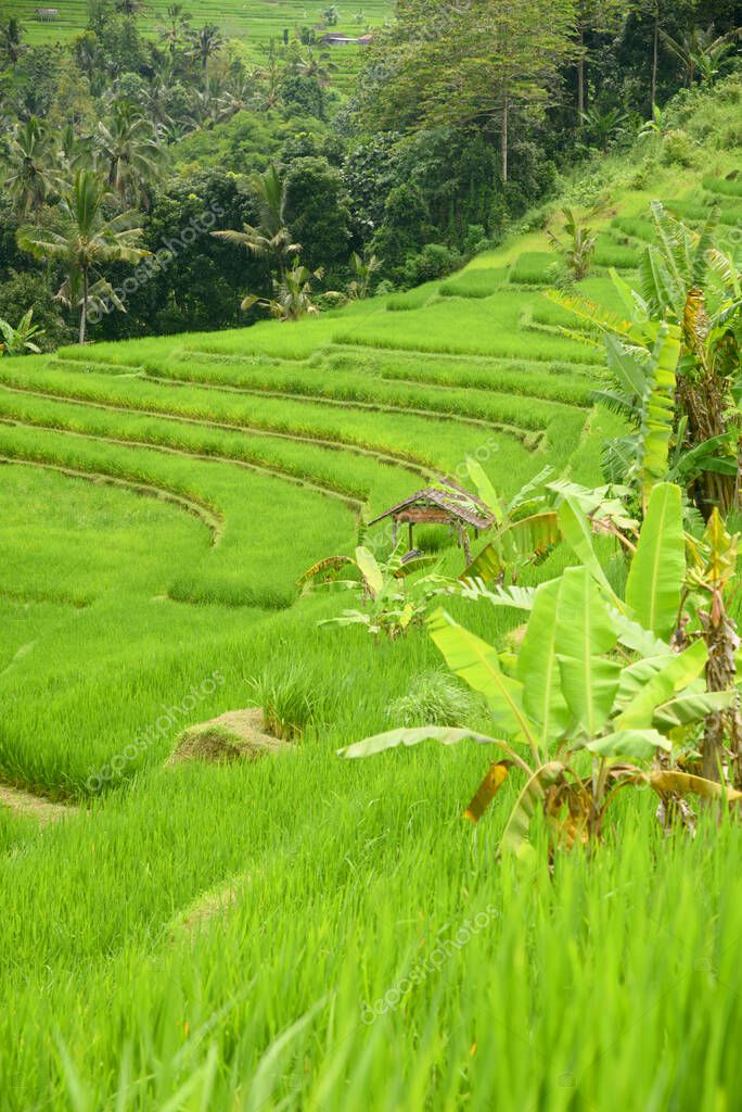 Terraza de arroz en el pueblo Babahan en Tabanan regencia de Bali ...