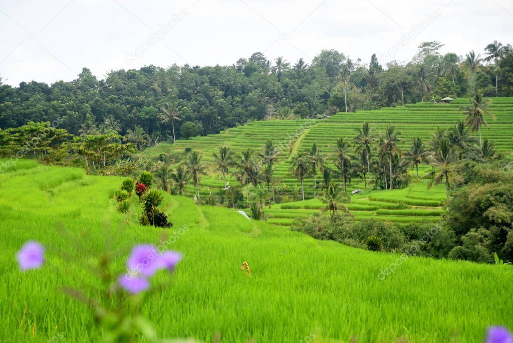 Terraza de arroz en el pueblo Babahan en Tabanan regencia de Bali ...