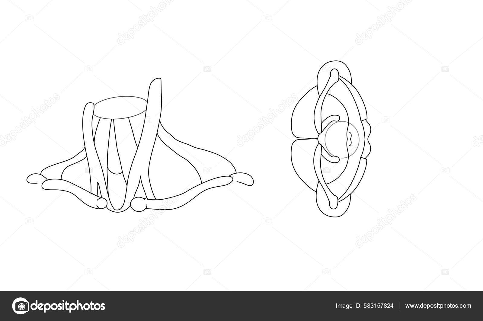 Shoulder Anatomy Girdle Bones Upper Human Limb Coloring Arm Worksheet ...