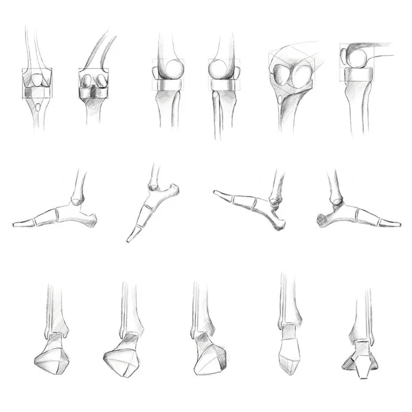 Struktur Tulang Tulang Kaki Manusia Sketsa Untuk Seniman Diagram ...