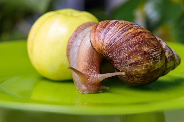 Golden apple snail Stock Photos, Royalty Free Golden apple snail Images ...