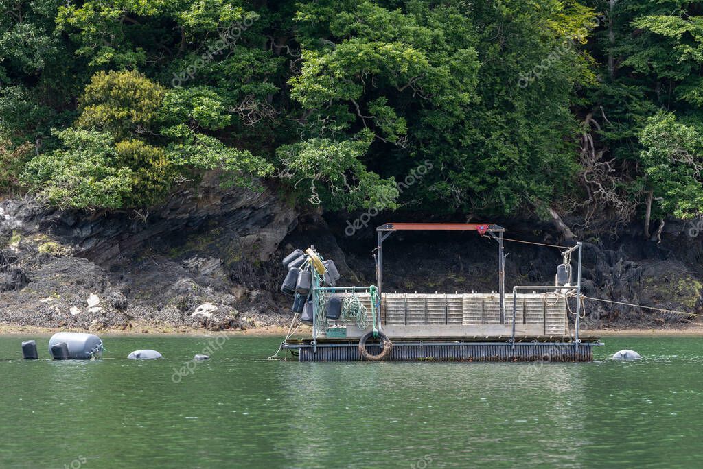 River Fal, Cornwall, England, UK. 2022, Mussel farming on the River Fal ...