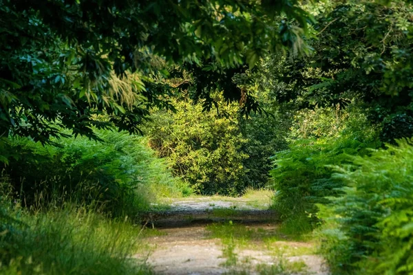 Winding path Stock Photos, Royalty Free Winding path Images | Depositphotos