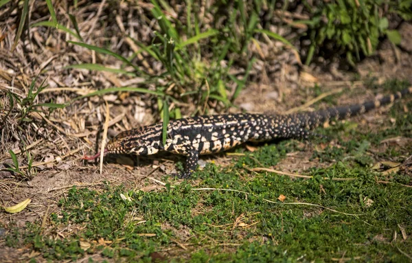 Tegu gigante argentino Stock Photos, Royalty Free Tegu gigante ...