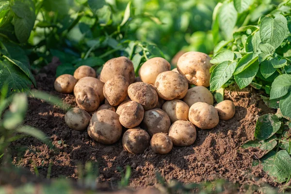 fresh organic potatoes in the field,harvesting potatoes from soil ...
