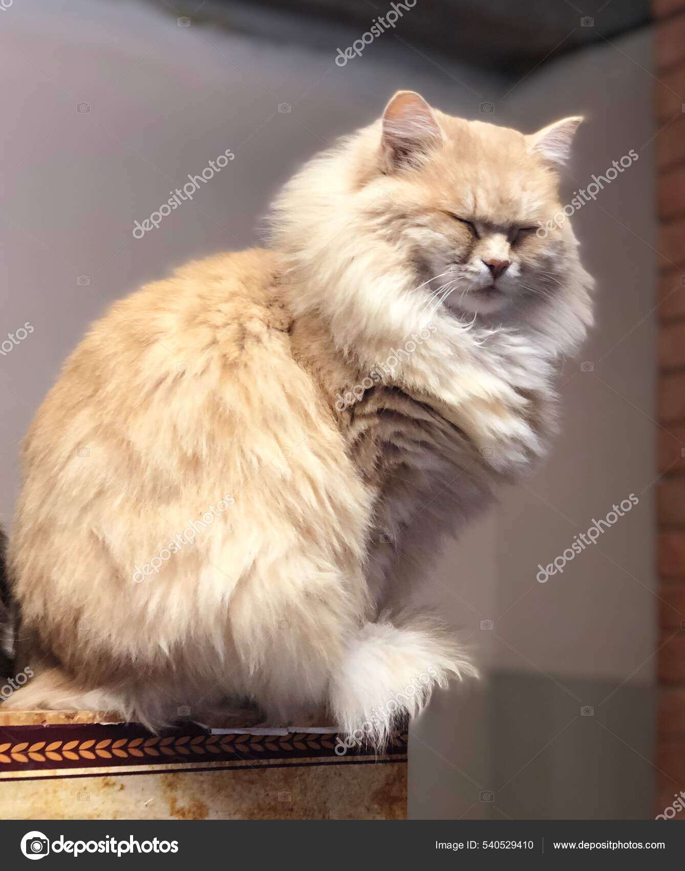 Fluffy Cat Sleeping — Stock Photo © creative photograph #540529410