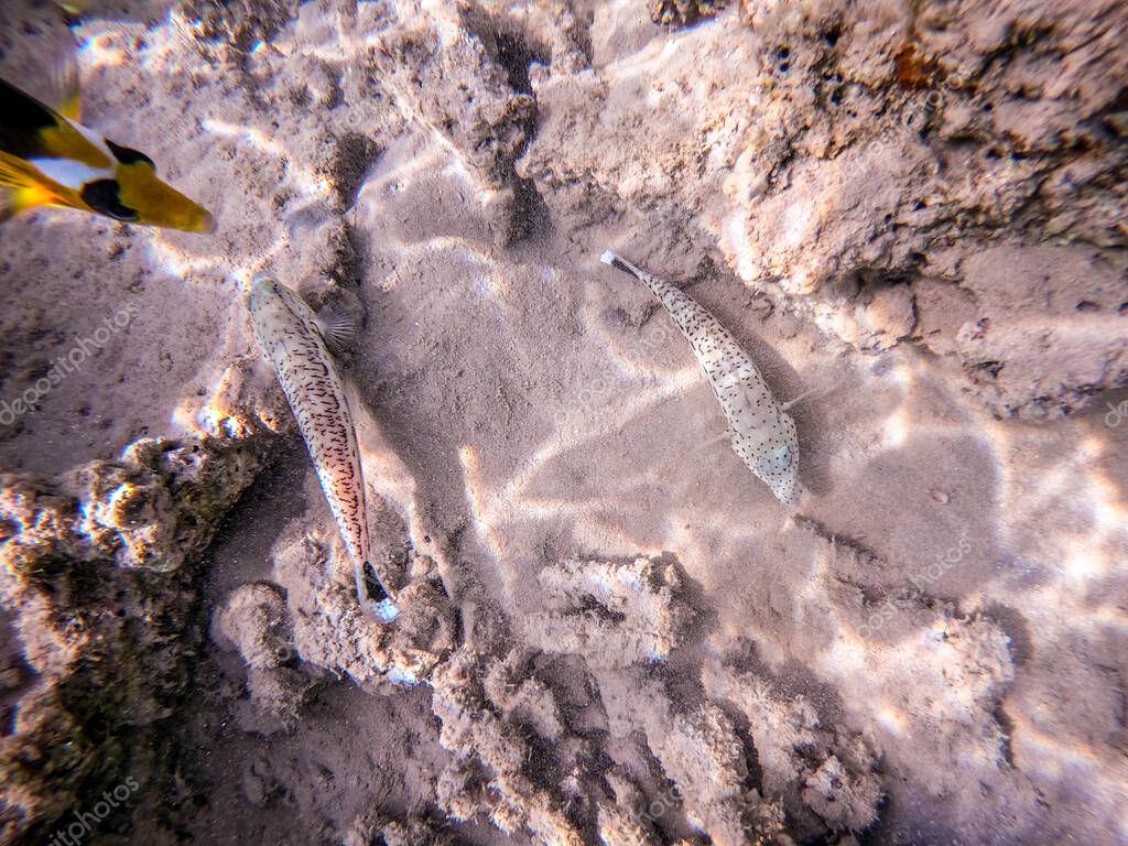 Vista de cerca de Speckled sandperch fish conocido como Parapercis ...