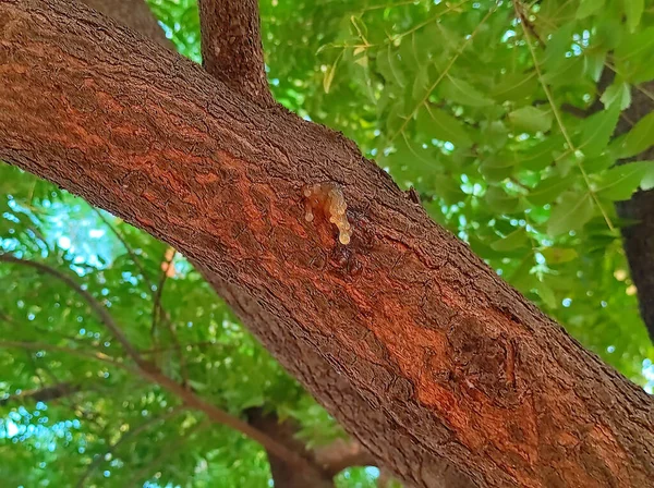 Primer plano de Neem Tree Gond. Enfoque selectivo en el tema ...