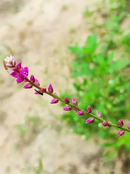 Leswa flower Stock Photos, Royalty Free Leswa flower Images | Depositphotos