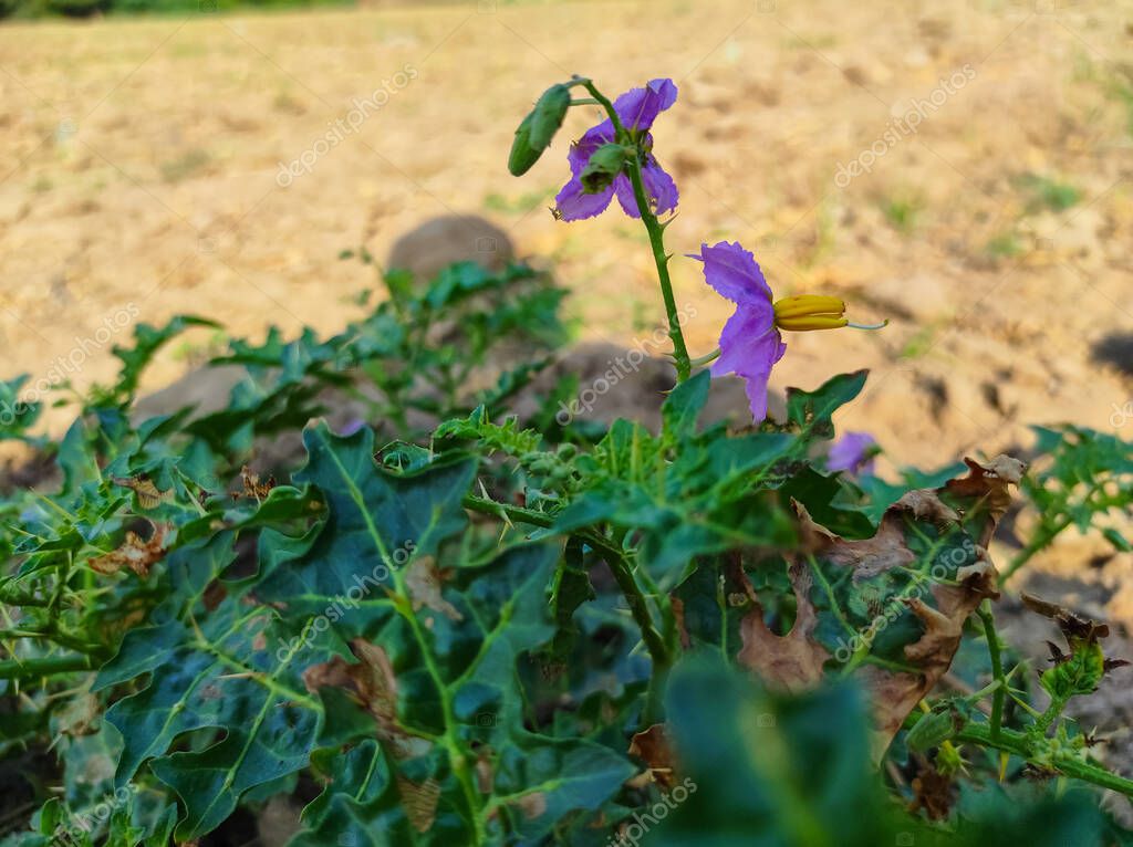 Kantkari es una hierba ayurvédica utilizada para curar enfermedades y ...