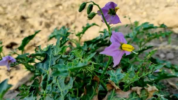 18 vídeos de Kantakari, metraje de Kantakari sin royalties | Depositphotos