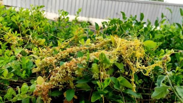 23,309 Graines semences Videos, Royalty-free Stock Graines semences ...