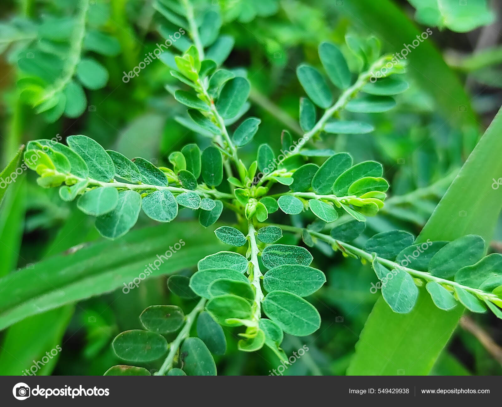 Bhumi Amla Bhui Amla Phyllanthus Niruri Food Medicine Use Photos ...