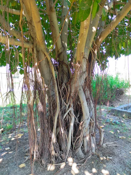 Banyan root Stock Photos, Royalty Free Banyan root Images | Depositphotos