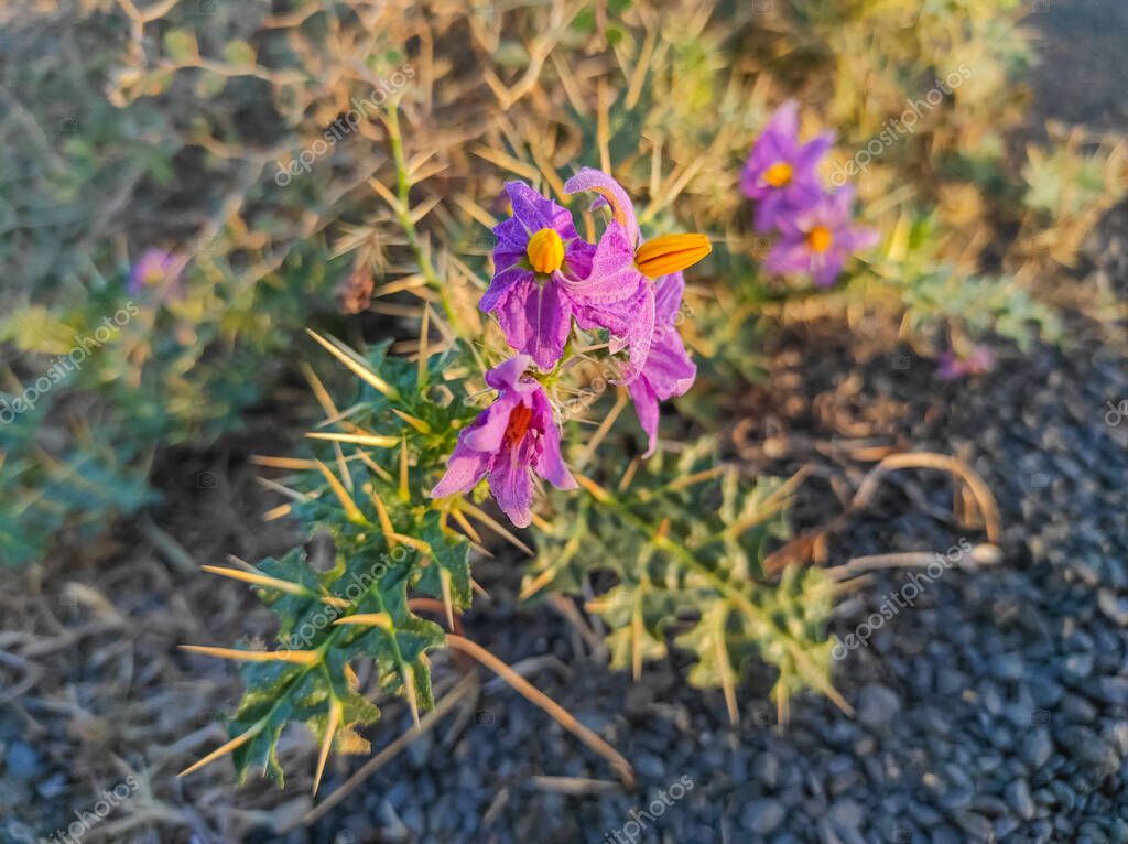Nombre común: Oonth Kateli, Kantkari, Solanum Indicum, Solanum ...