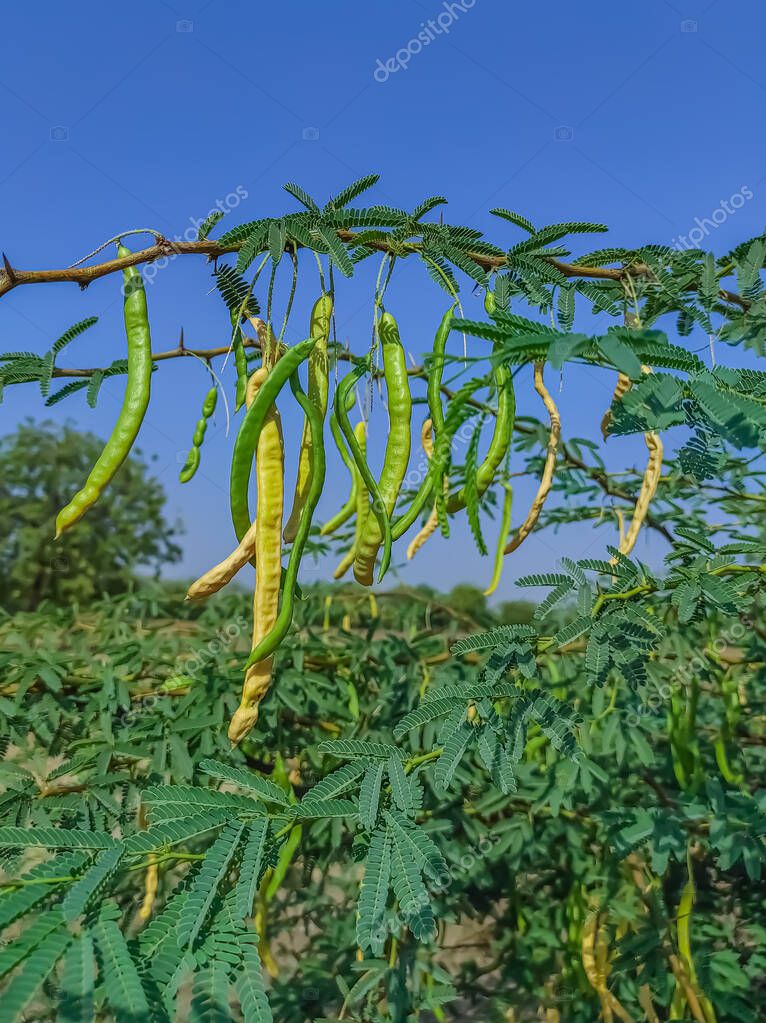Nombre común: Algaroba, Mesquite, juliflora Tree, Prosopis juliflora ...