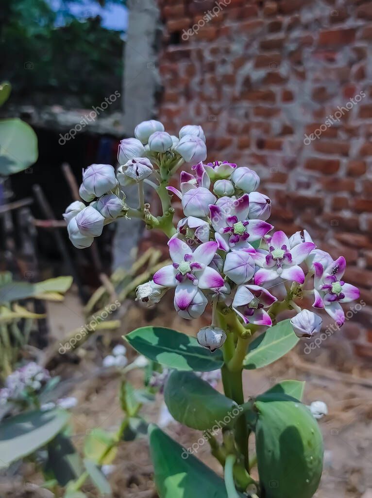Nombre común: Safed aak, Crown Flower, Calotropis gigantea, Arsh ...