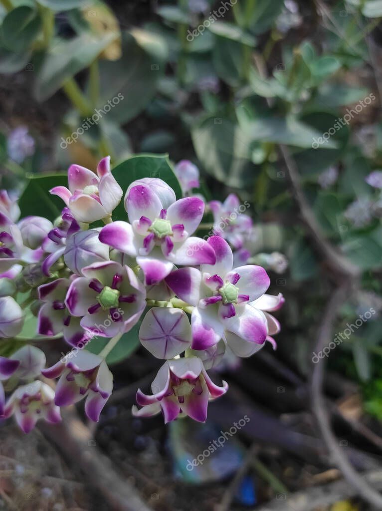 Nombre común: Safed aak, Crown Flower, Calotropis gigantea, Arsh ...