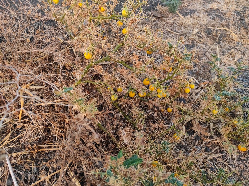 Common Name: Oonth Kateli,Kantkari,Solanum Indicum, Solanum ...