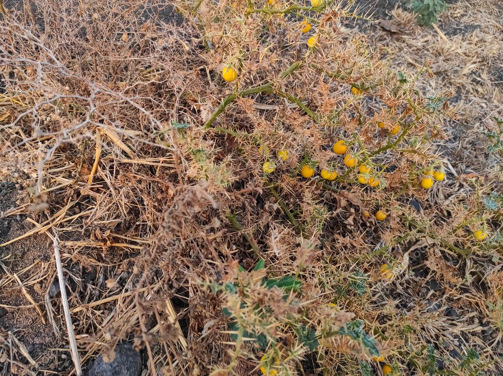 Common Name: Oonth Kateli,Kantkari,Solanum Indicum, Solanum ...