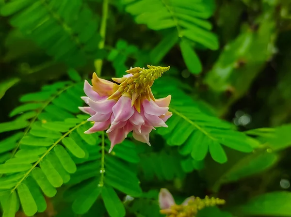 Bunga naga Stock Photos, Royalty Free Bunga naga Images | Depositphotos