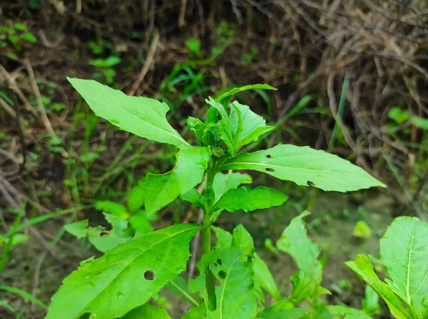 Closeup Shot Of False Daisy Trailing Eclipta Bhringaraj Kesharaj ...
