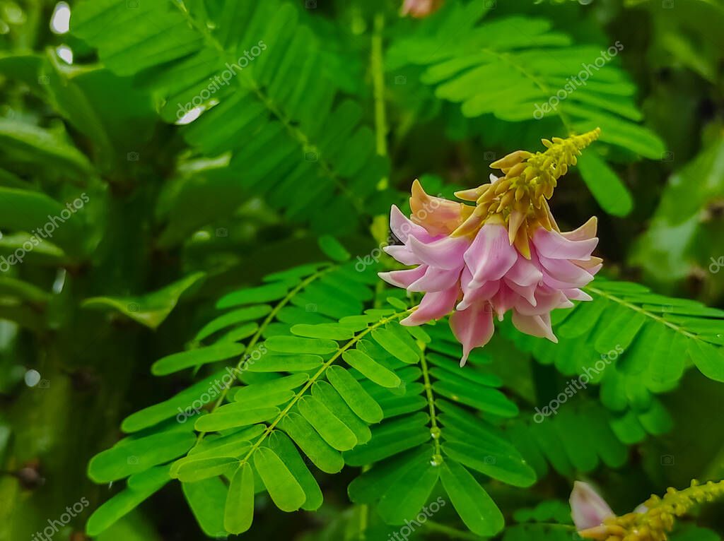 Beautiful Shot Of Ratti Gunja Gunchi Chirmati Abrus Precatorius Abrus ...