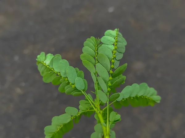 A Bhumi Amla Bhui Chamber Bitter Leaf flower Stonebreaker Phyllanthus ...
