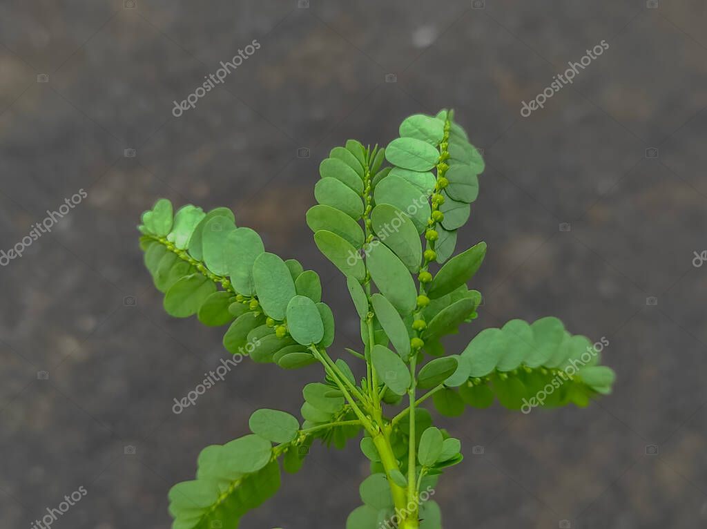 A Bhumi Amla Bhui Chamber Bitter Leaf flower Stonebreaker Phyllanthus ...