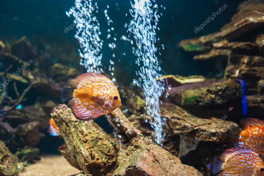 Coloridos peces de las piezas Symphysodon discus en el acuario. Primer ...