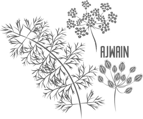 Ajowan seeds and flowers vector silhouette. Stem of Trachyspermum ammi ...