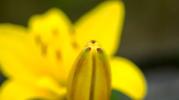 Gouden meeldraden Stock Photos, Royalty Free Gouden meeldraden Images ...