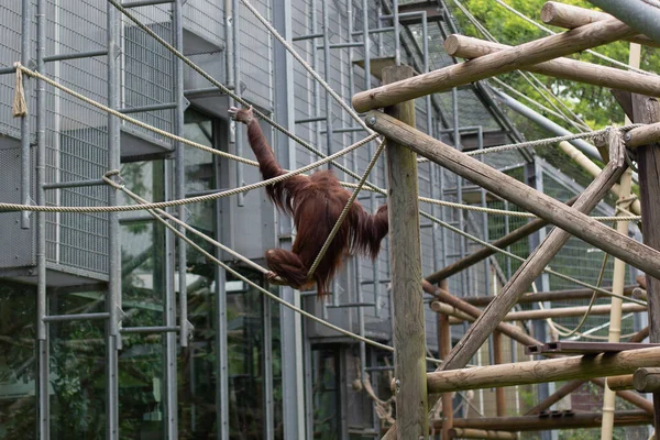 The apes hall Stock Photos, Royalty Free The apes hall Images ...