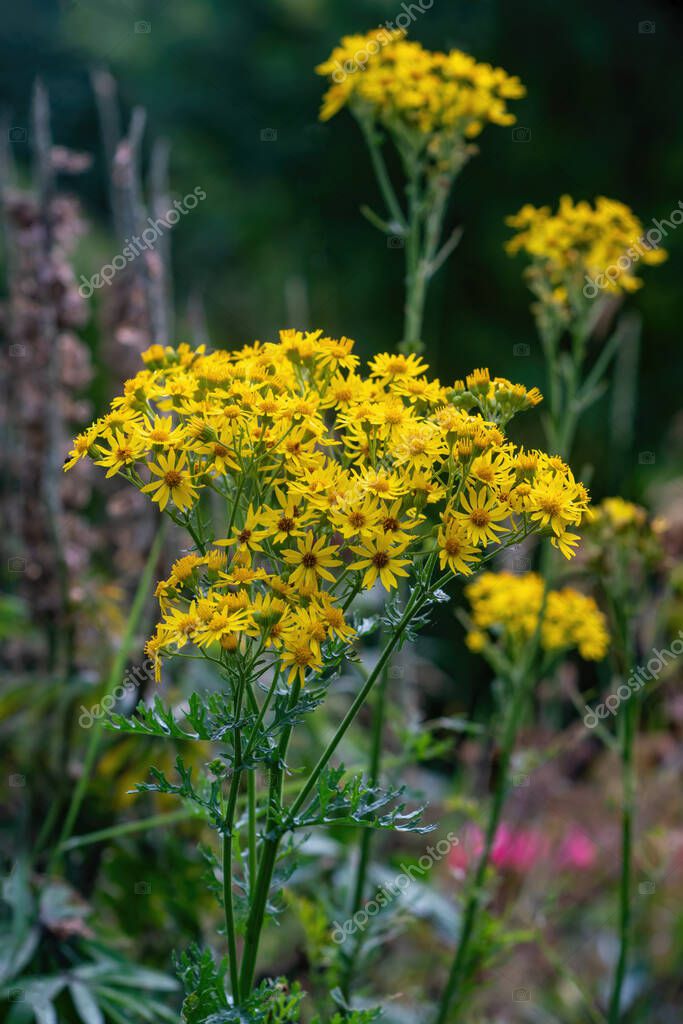 Jacobaea vulgaris, syn. Senecio jacobaea, familia Asteraceae.Los ...