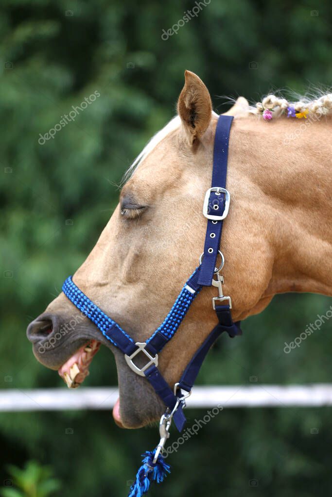 Alegre yegua de Morgan mostrándonos sus dientes sanos en pista de ...