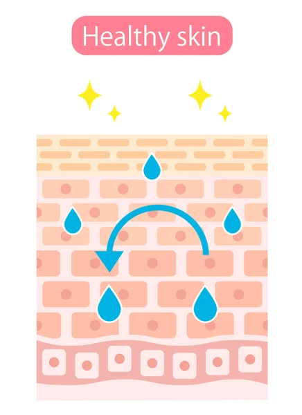 Hydrated skin Vector Art Stock Images | Depositphotos