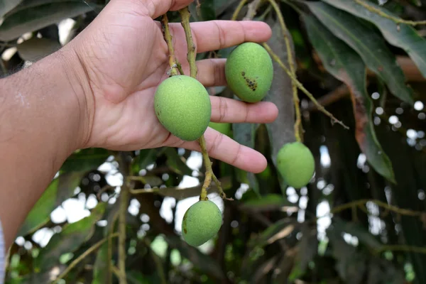 Small mangoes on researcher's hand. Mangoes in tree. Green raw mango ...