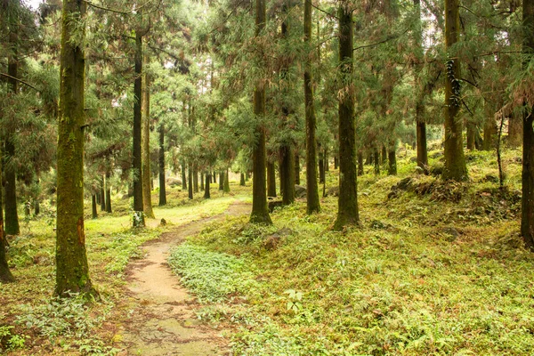 A beautiful narrow village path or trail surrounded by dense forest ...