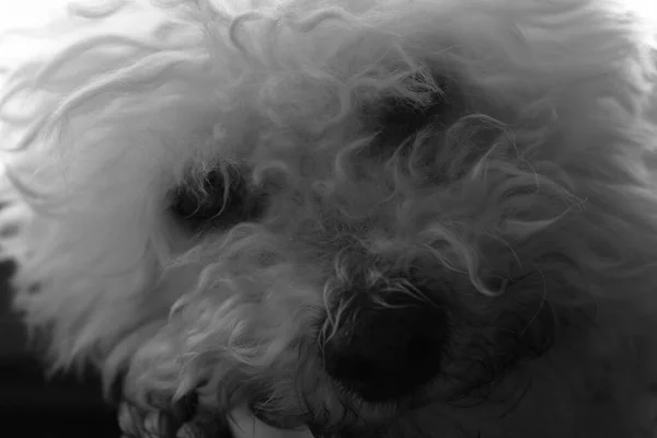 Schooier fotos de stock, imágenes de Schooier sin royalties | Depositphotos