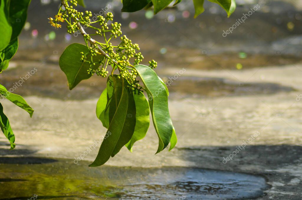 ciruela de Java joven. Syzygium cumini. rama de árbol con hojas y ...