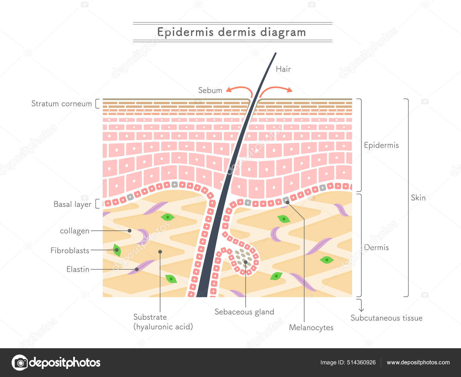 Ilustración Que Muestra Estructura Epidermis Dermis Vector de stock por ...