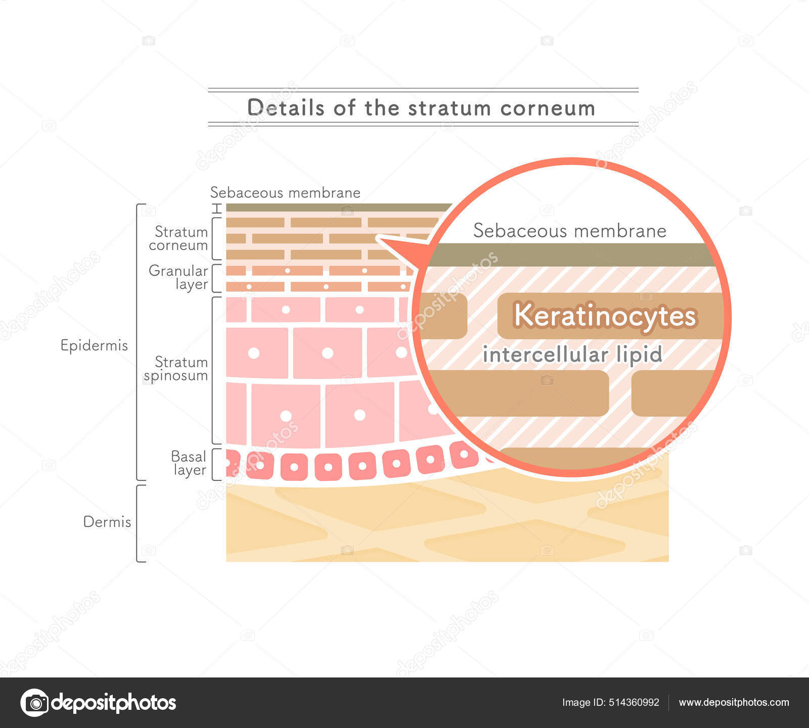 Stratum Corneum Slide
