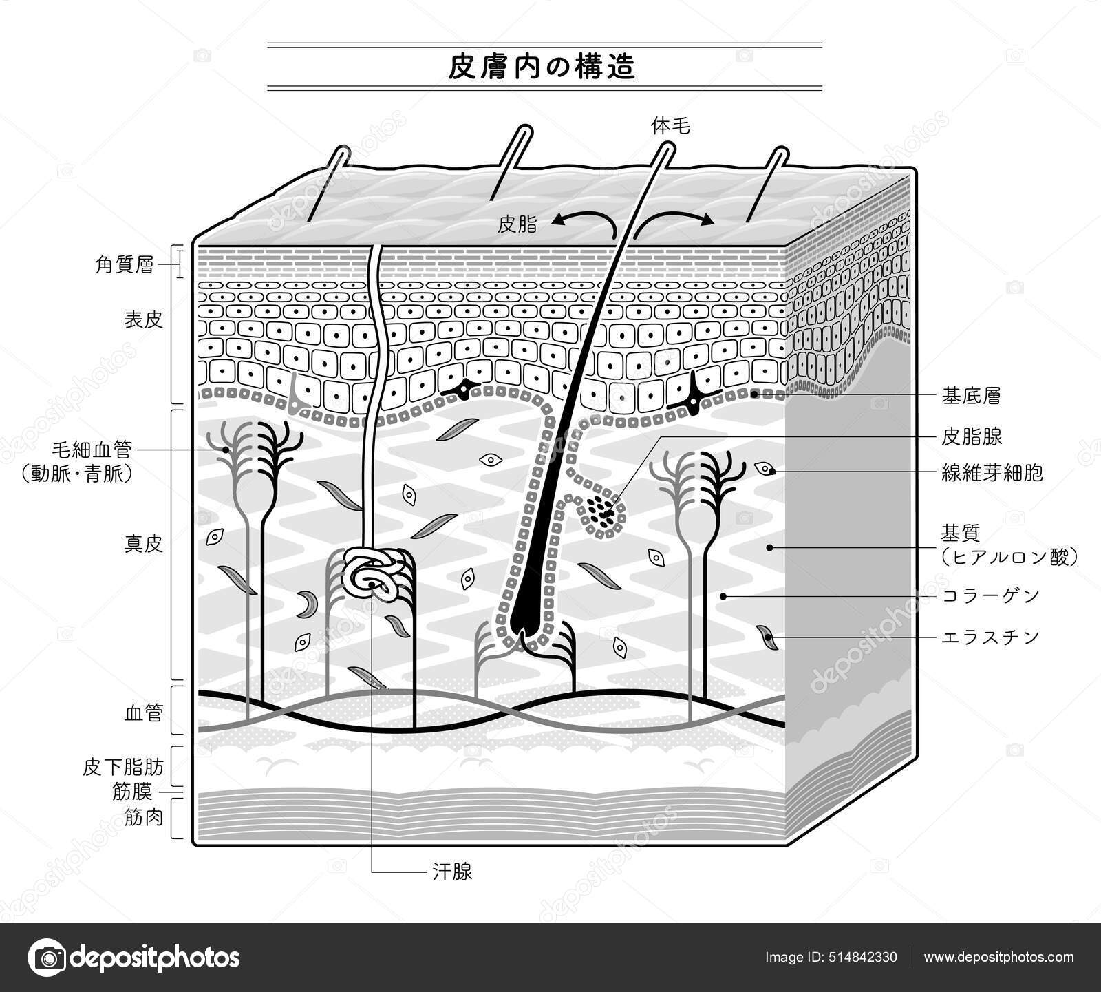 Illustration Showing Structure Skin Section Views Have Names Various ...