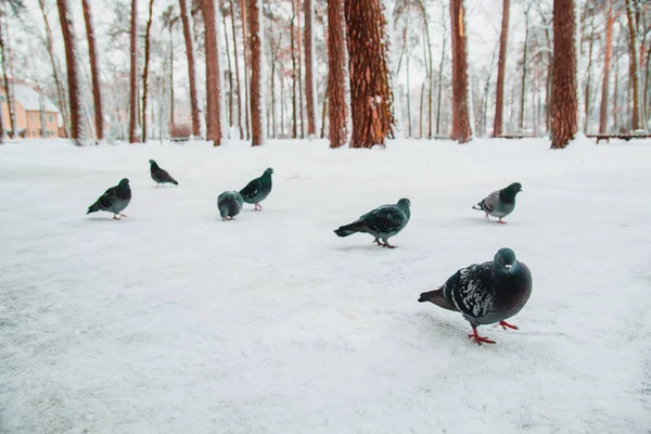 Ice pigeons Stock Photos, Royalty Free Ice pigeons Images | Depositphotos