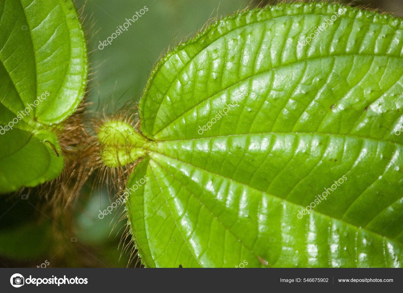 Close Bright Green Leaf Seen Costa Rica Central America — Stock Photo ...