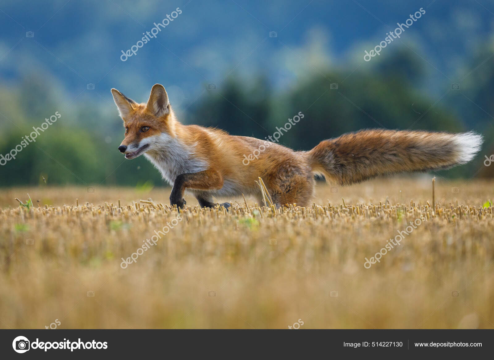 Hungry Fox Red Fox Vulpes Vulpes Hunting Voles Stubble Fox Stock Photo ...
