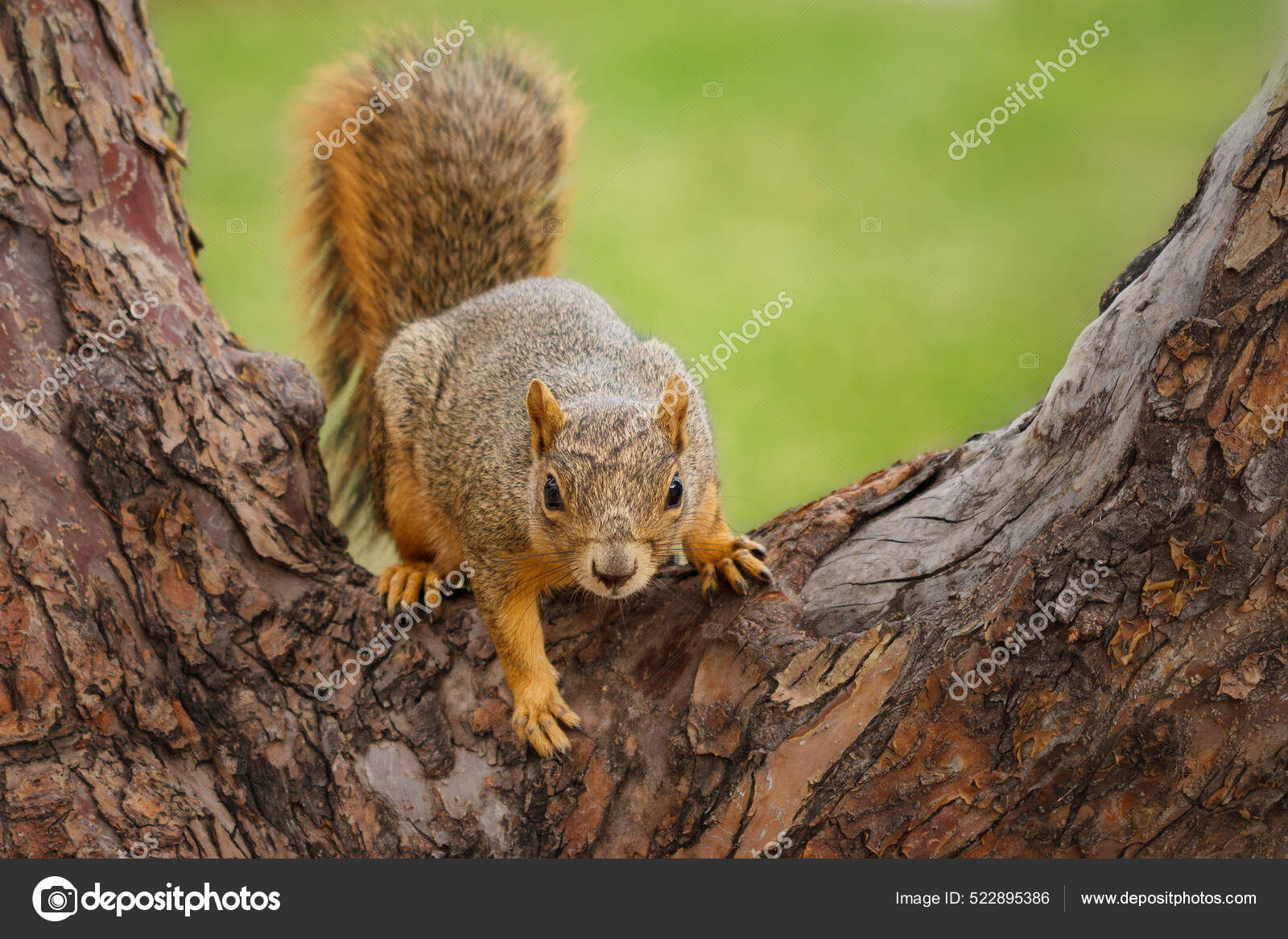 Colorado Squirrel Identification
