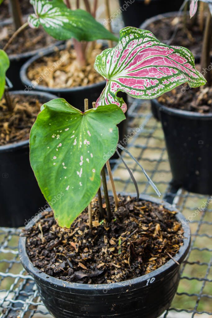 Bonsái de color tienen hojas verdes, cuando se cultiva, agregará más ...