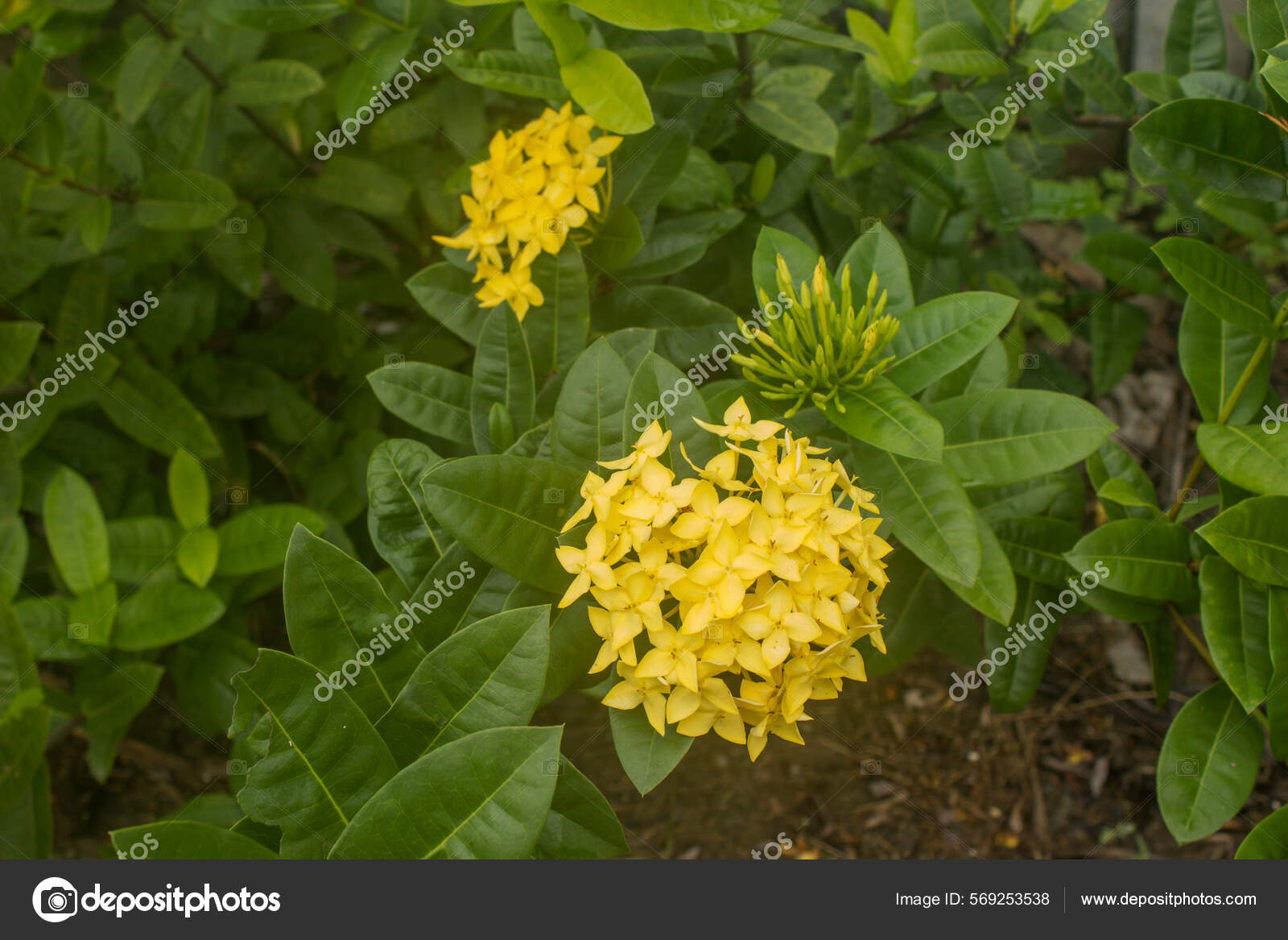 Ixora West Indian Jasmine Needle Flower Representing Sharp Wisdom Thai ...
