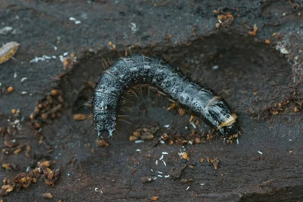 Black larvae Stock Photos, Royalty Free Black larvae Images | Depositphotos